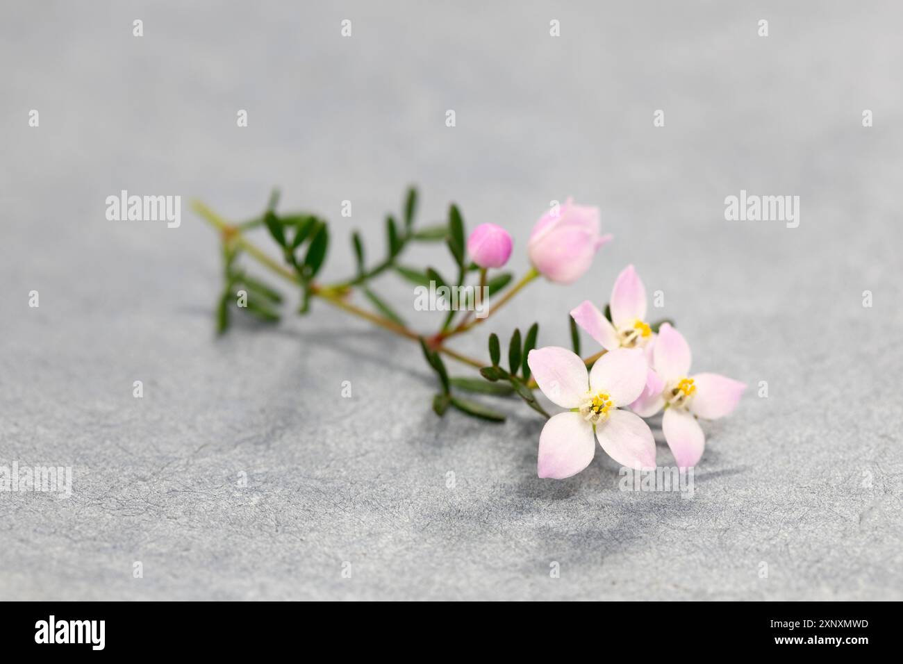 Boronia hi-res stock photography and images - Alamy