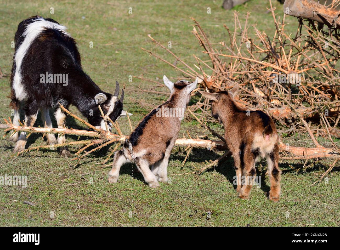 Young goats in spring. German goat with a baby on a meadow Stock Photo ...