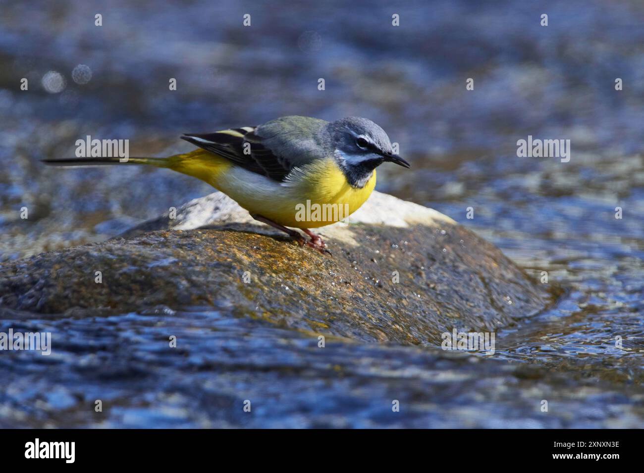 Grey wagtail in spring on the River Spree in Upper Lusatia. Grey ...