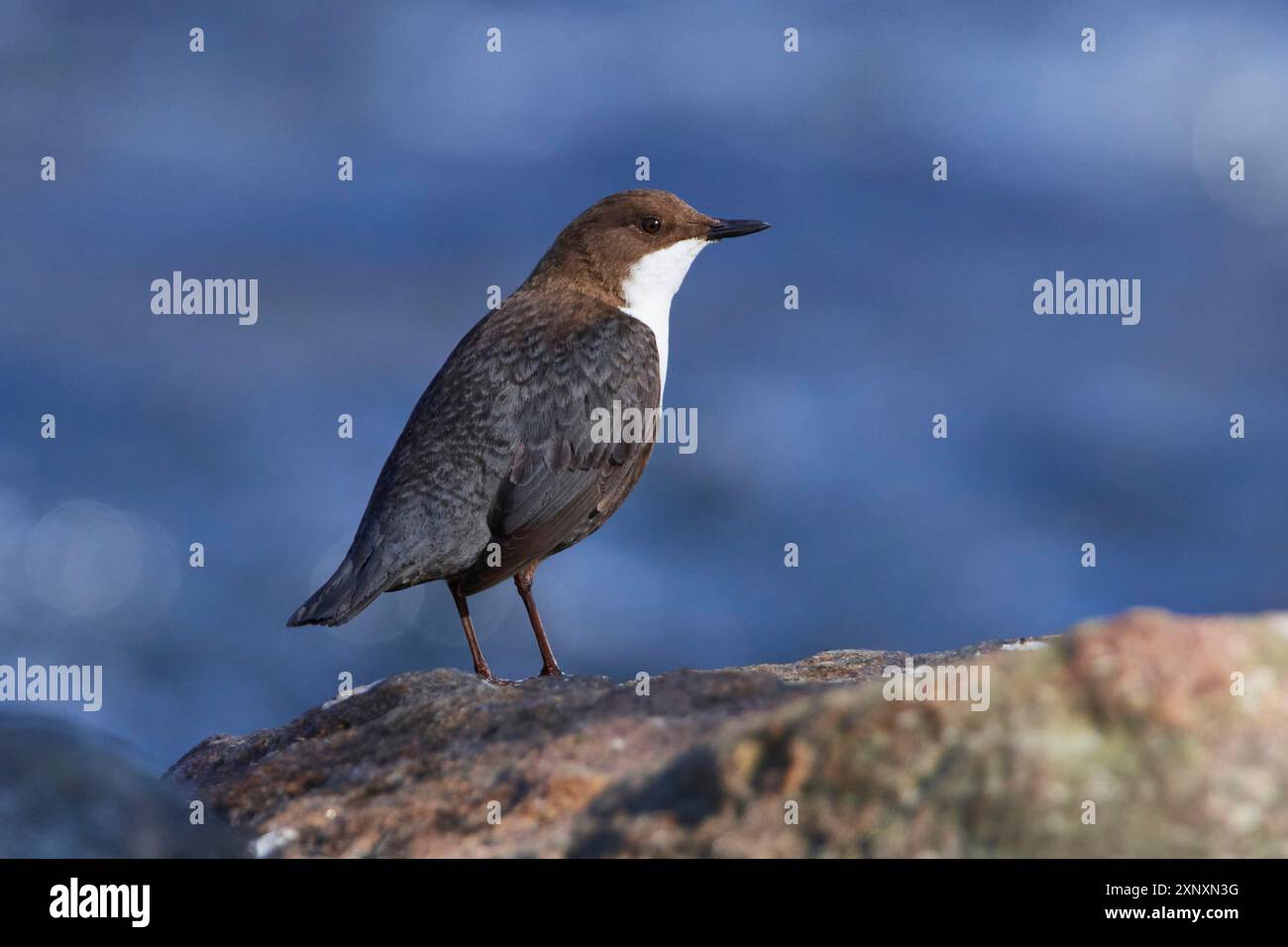 White-throated dipper in spring in saxon, White-throated Dipper in ...