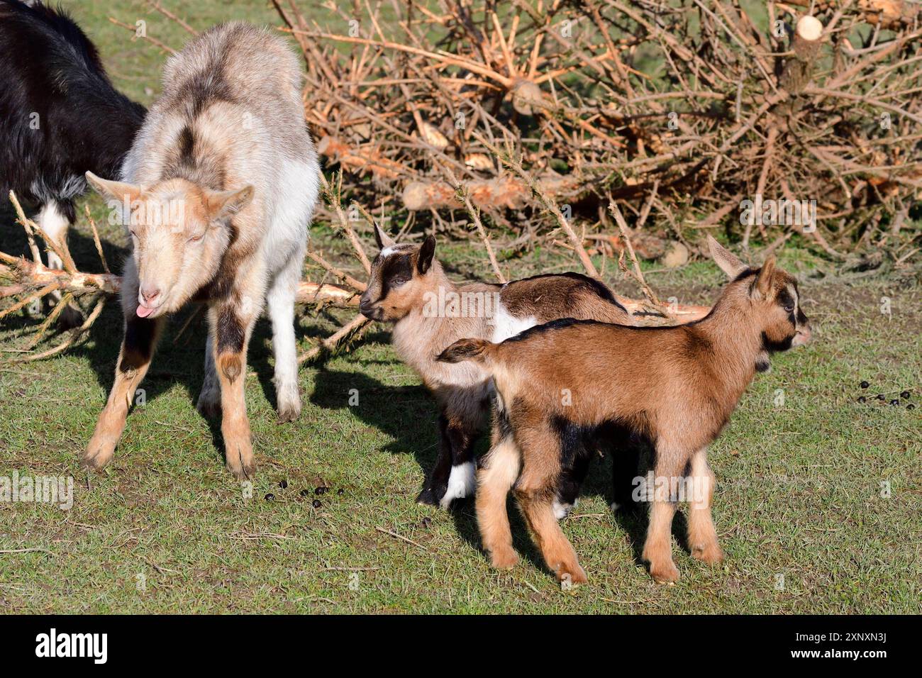 Young goats in spring. German goat with a baby on a meadow Stock Photo ...