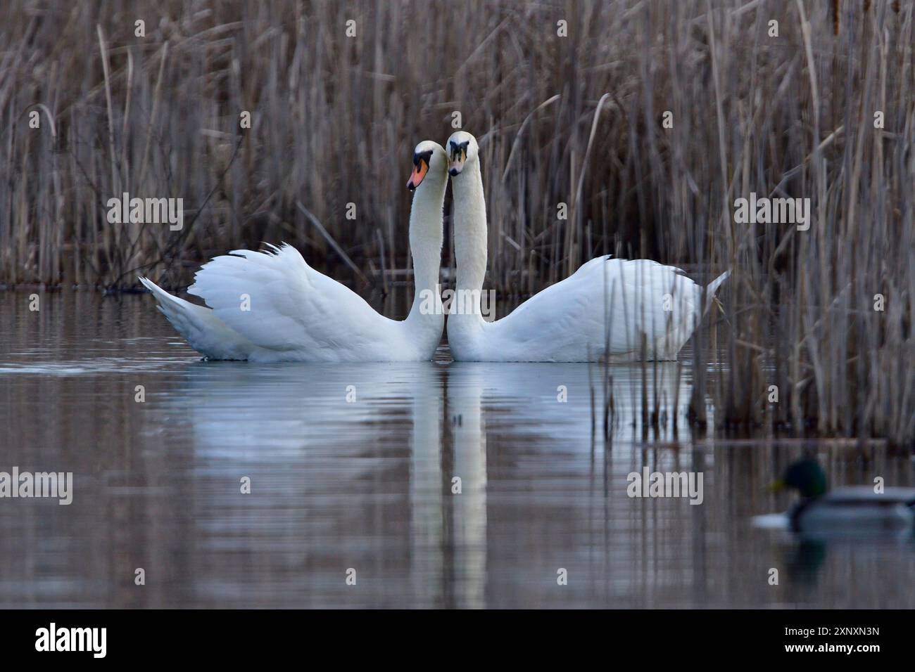 Swans mating hi-res stock photography and images - Alamy