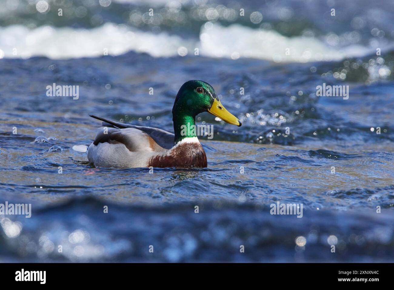 Portrait from a male mallard in spring. Mallard drake foraging in the Spree in spring Stock ...
