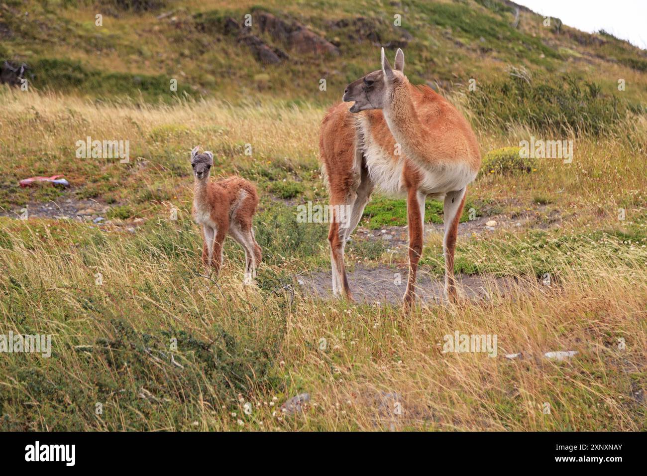 Guanaco mother with baby in Torres del Paine National Park in Chile ...
