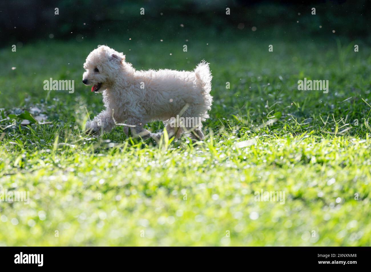 Happy running poodle puppy dog on green grass lawn side view Stock ...