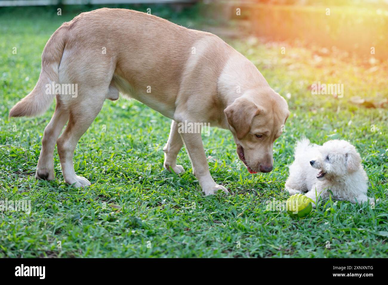 Two dogs playing park hi-res stock photography and images - Alamy