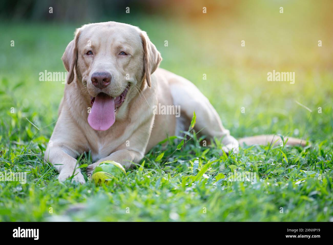 Labrador dog with eye infection close up view on green natural ...