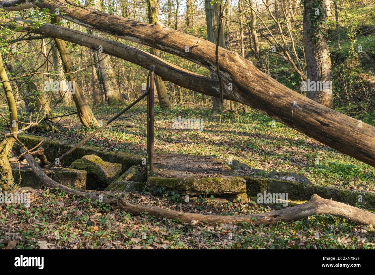 Fallen tree blocking a footbridge over the Oefter Bach after a storm in ...