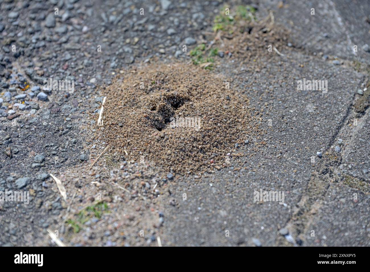Ants in the pavement, recognizable by small piles of sand with entrance ...