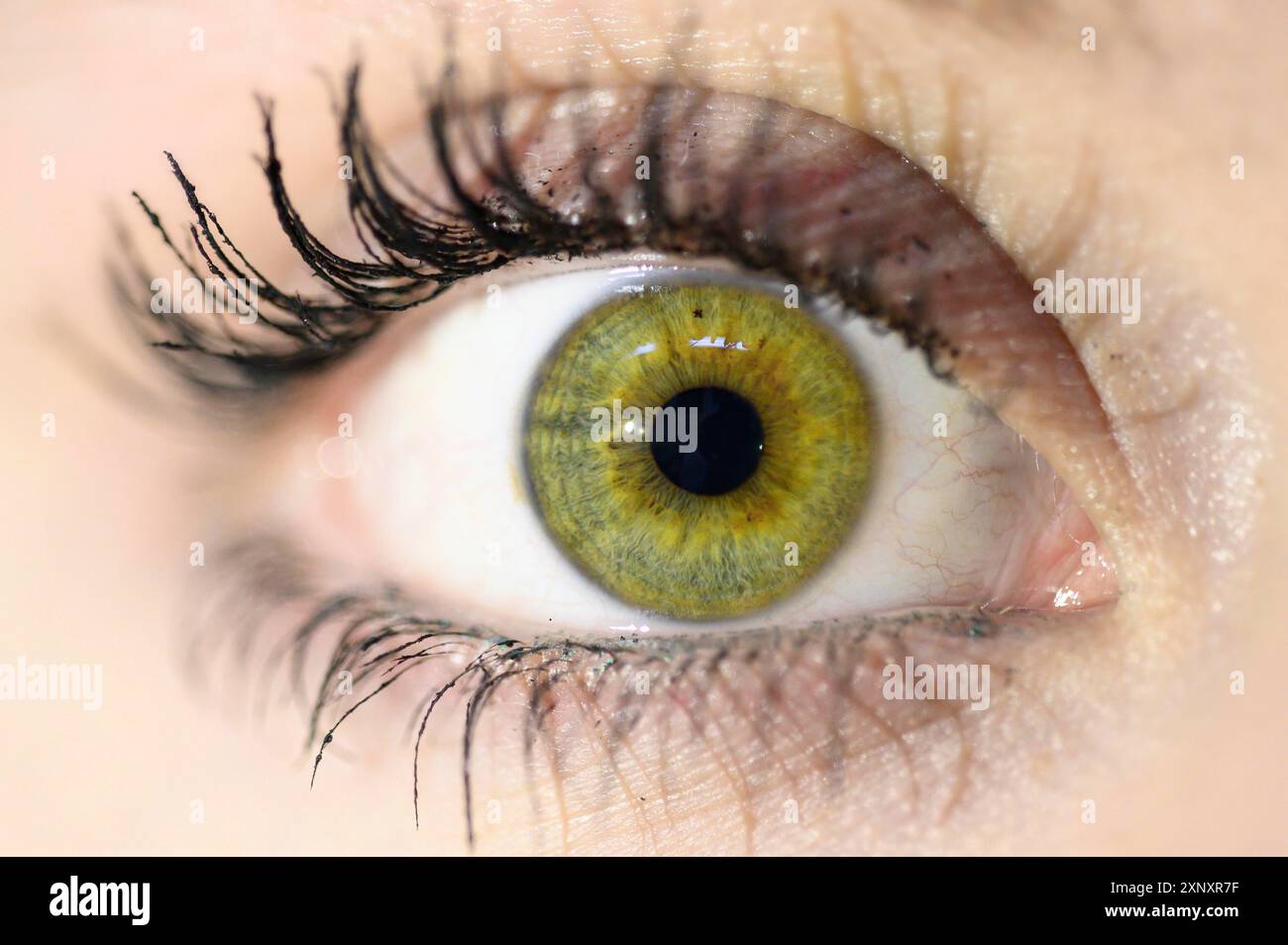 Female eyebrows hi-res stock photography and images - Alamy