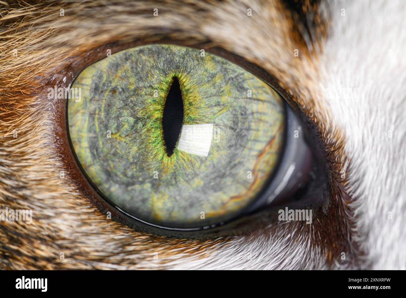 Close up beautiful green eye hi-res stock photography and images - Alamy