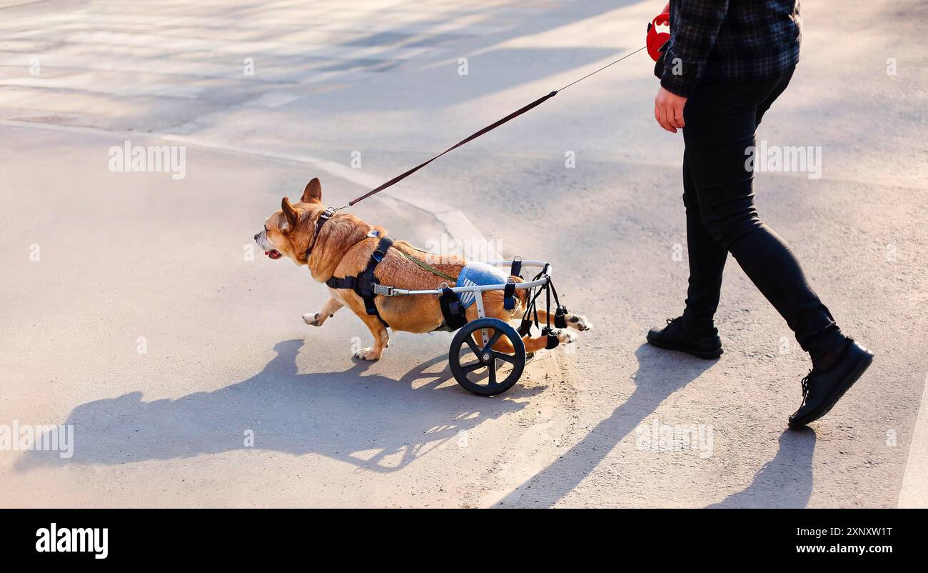 Handicapped dog on wheels hi-res stock photography and images - Alamy