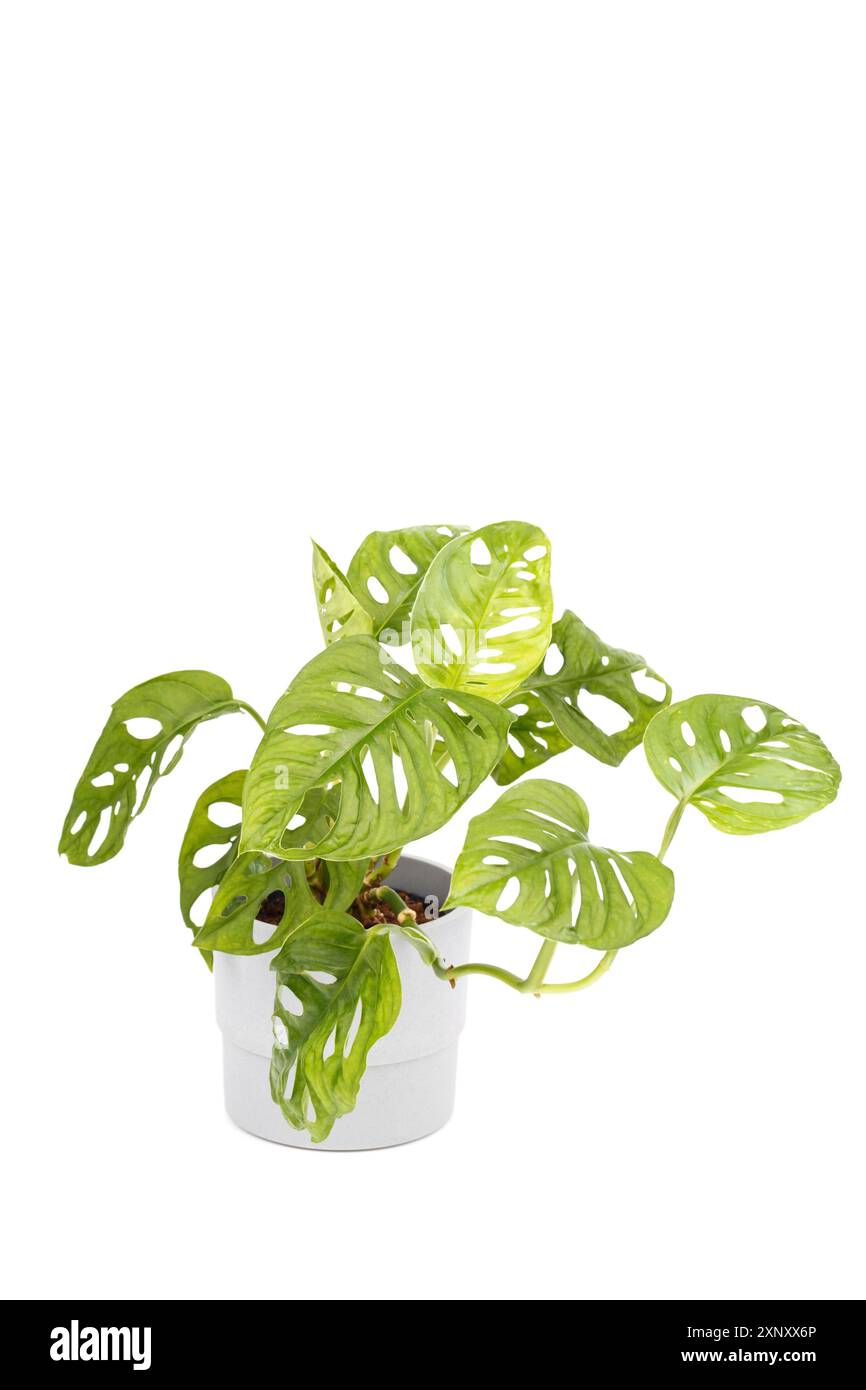 Monstera adansonii in flower hi-res stock photography and images - Alamy