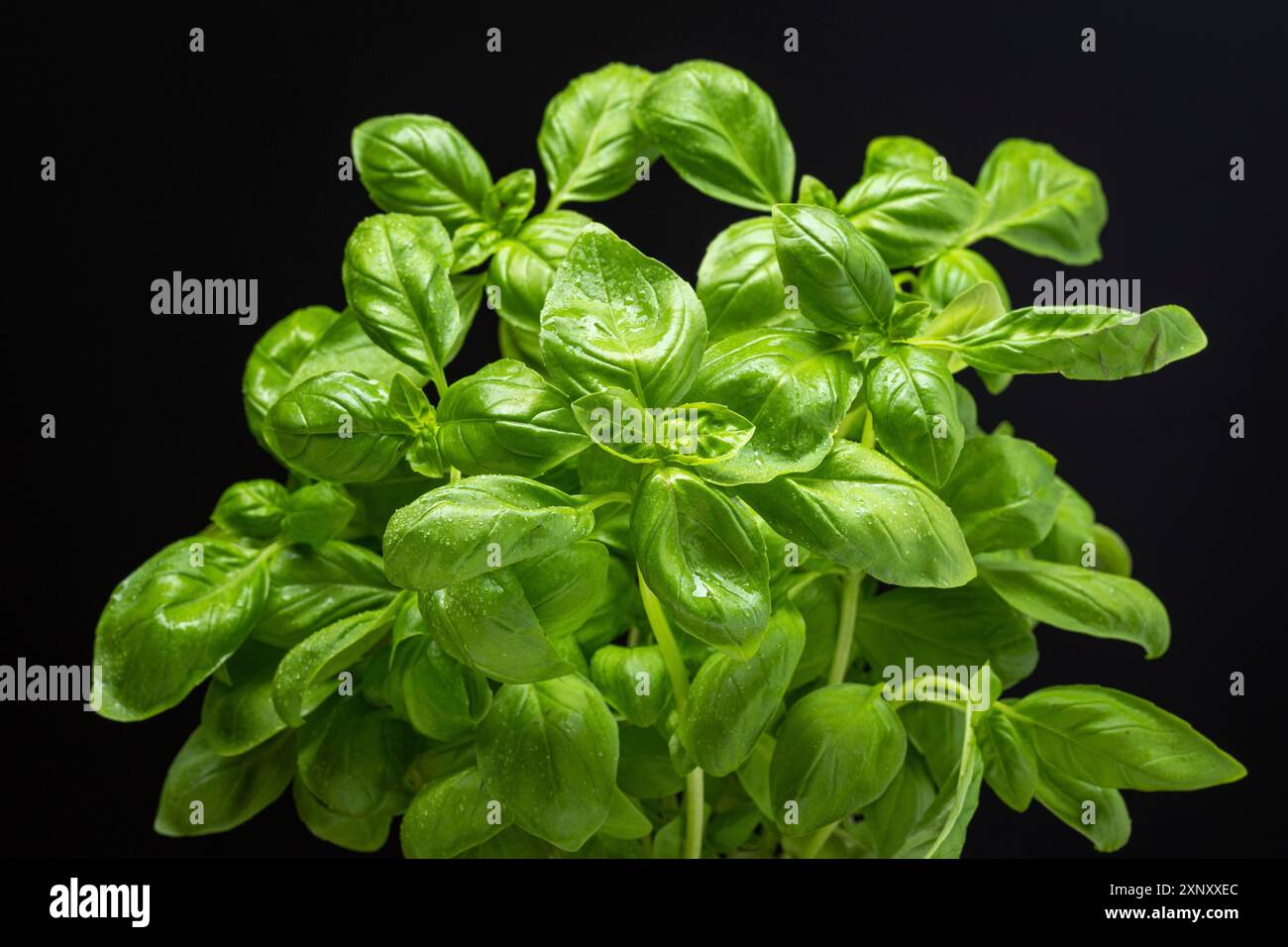 Fresh basil herb isolated on black background. Ocimum basilicum Stock ...