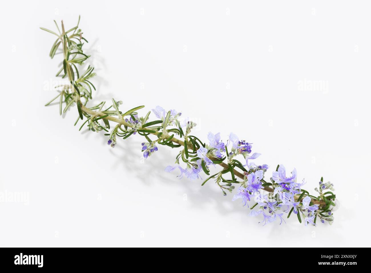 Fresh rosemary twig with blooming flowers isolated on white background ...