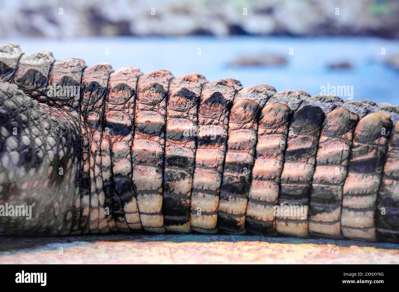 Crocodile tail on the background of the river close up Stock Photo - Alamy