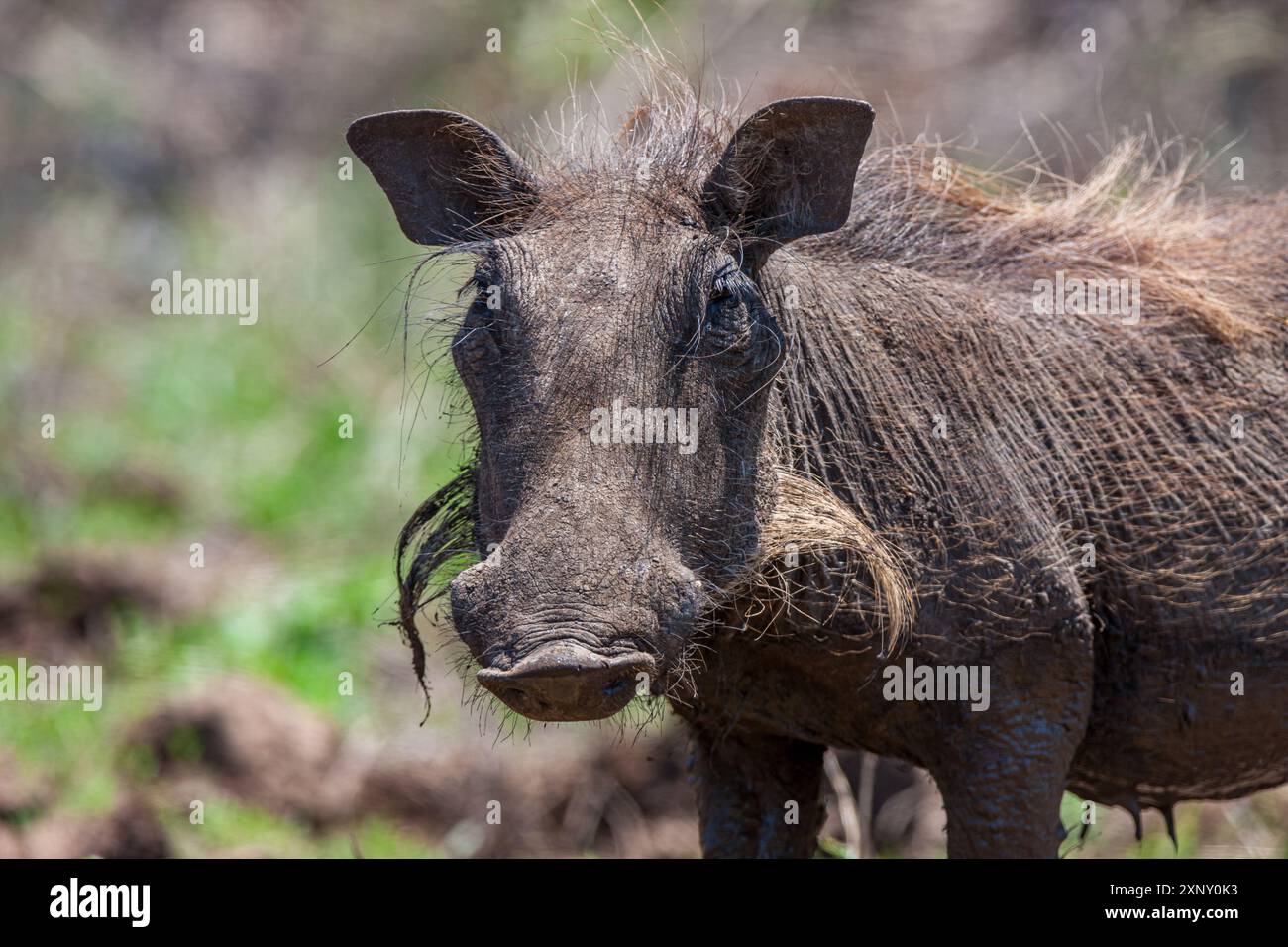 South Africa, Kruger National Park, Warthog (Phacochoerus africanus ...