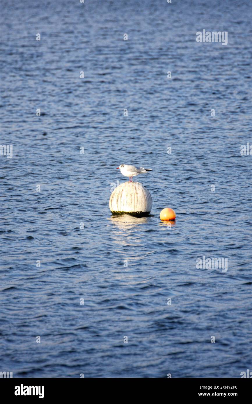 Seagull on buoy natural hi-res stock photography and images - Alamy