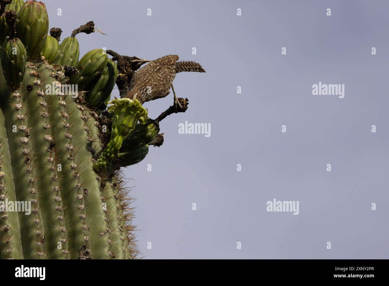 Cactus Wren on top of tall cactus with legs spread, barred tail up, and ...