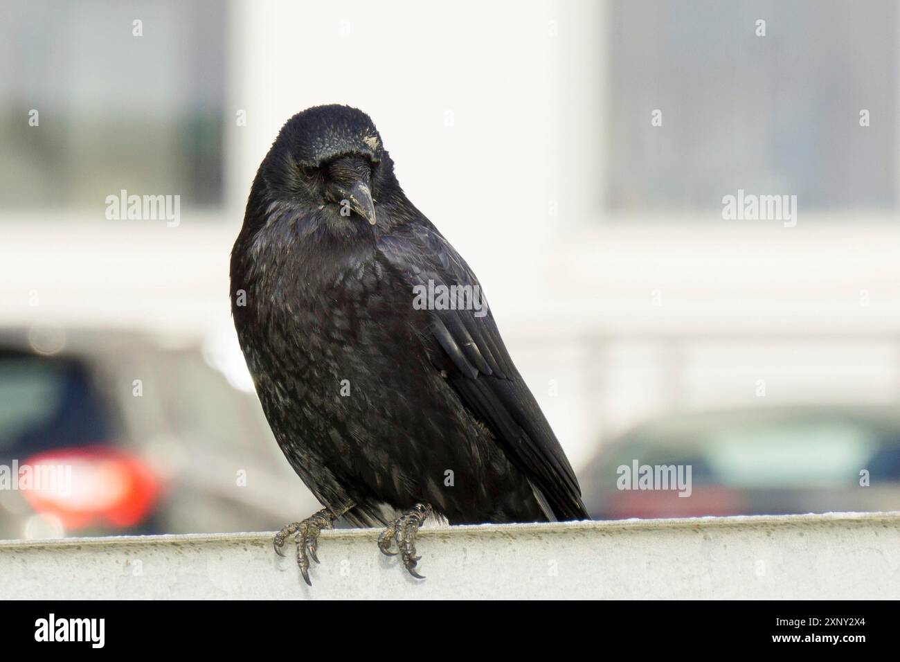 A crow in a city Stock Photo - Alamy