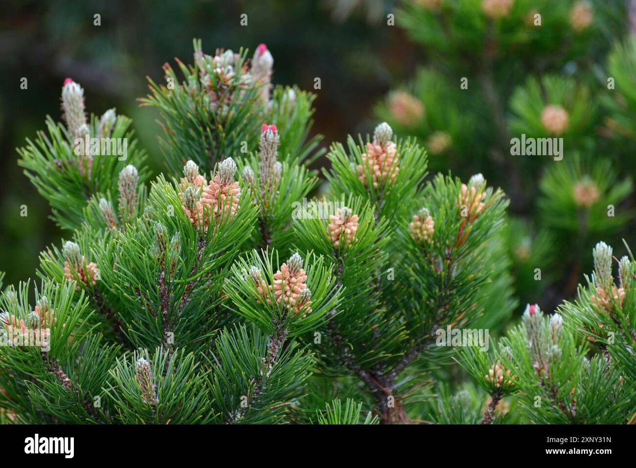 Mountain pine with cones in an early spring Stock Photo - Alamy