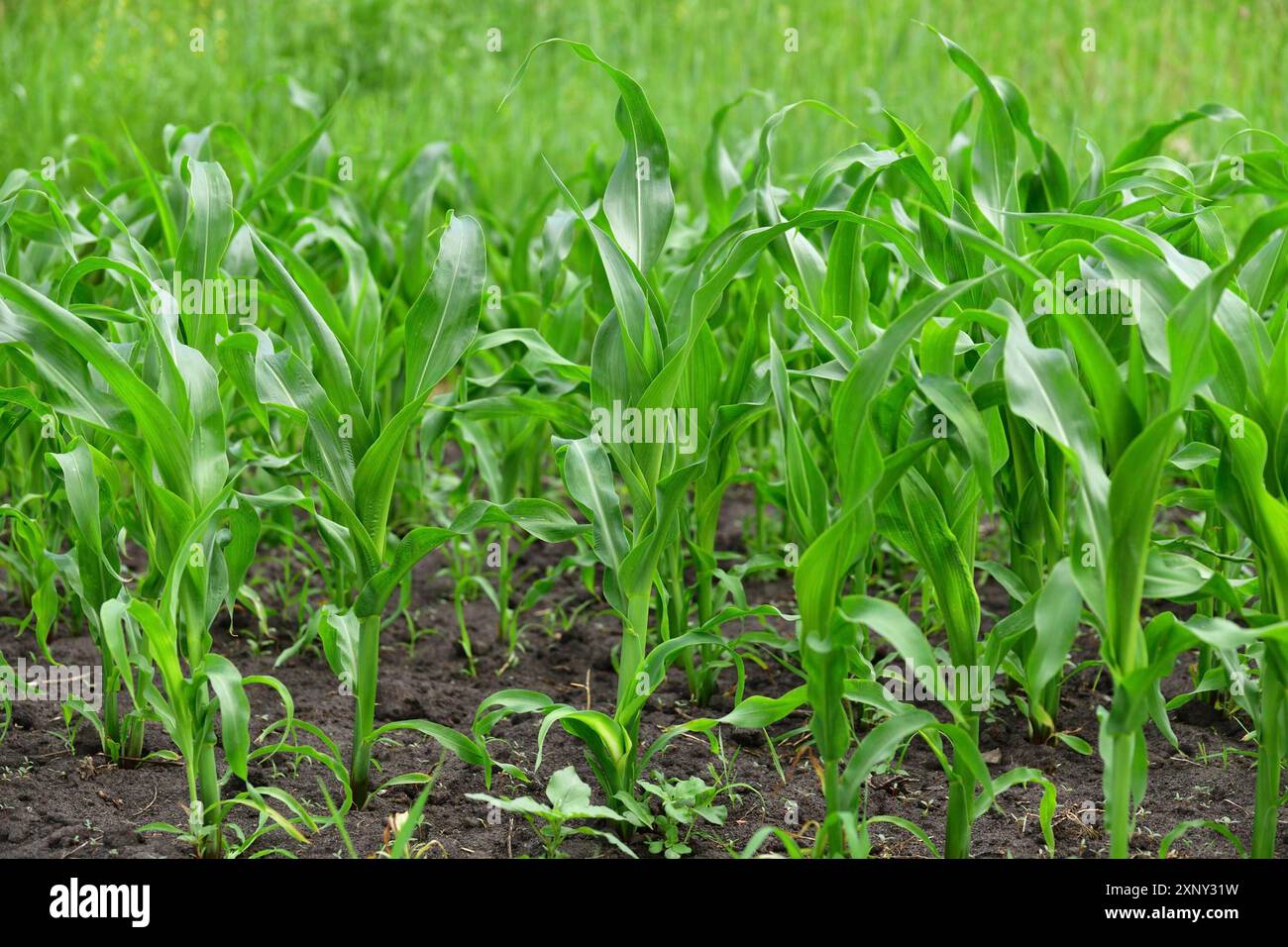 Young corn sprout growing in the garden Stock Photo - Alamy