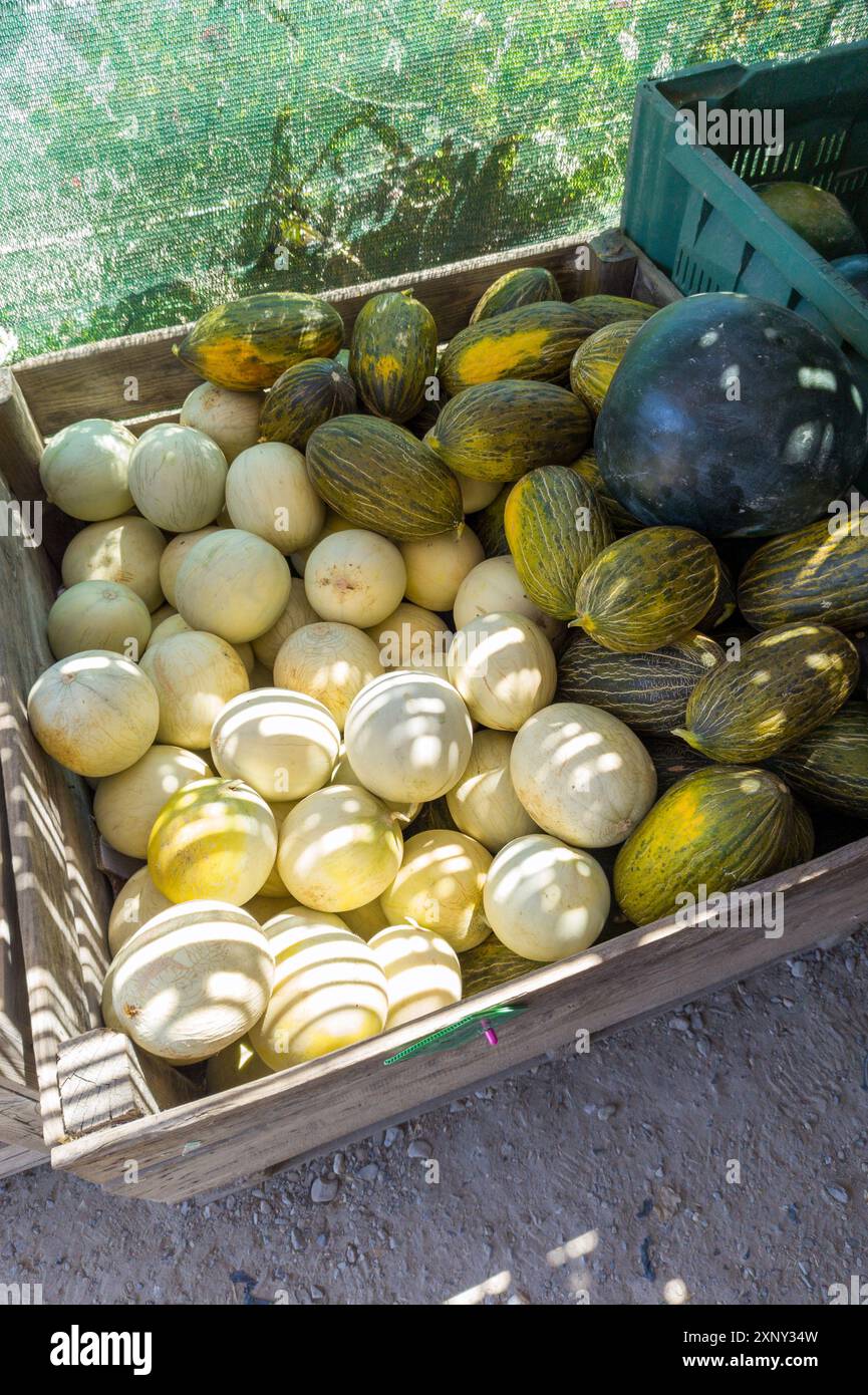 Variety of Fresh Melons in Rustic Wooden Crate Stock Photo - Alamy