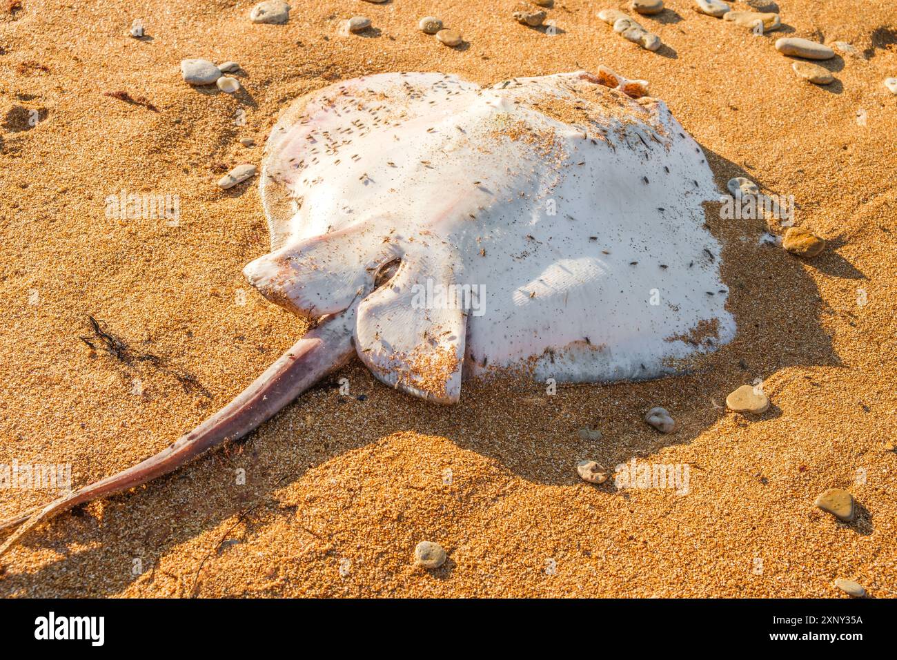 Dead stingray fish hi-res stock photography and images - Alamy