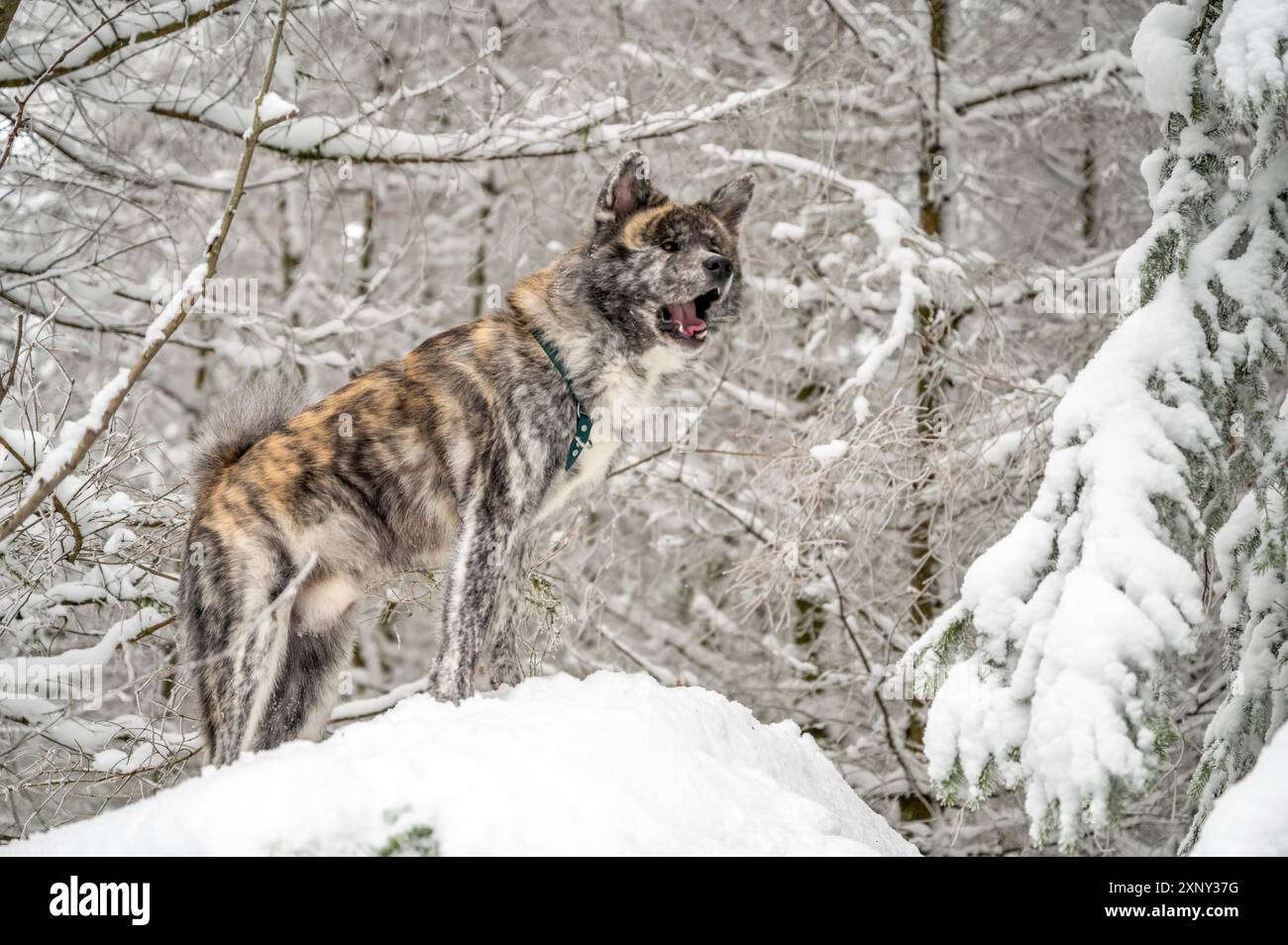 Akita Inu dog with gray fur standing on a rock with snow during winter ...