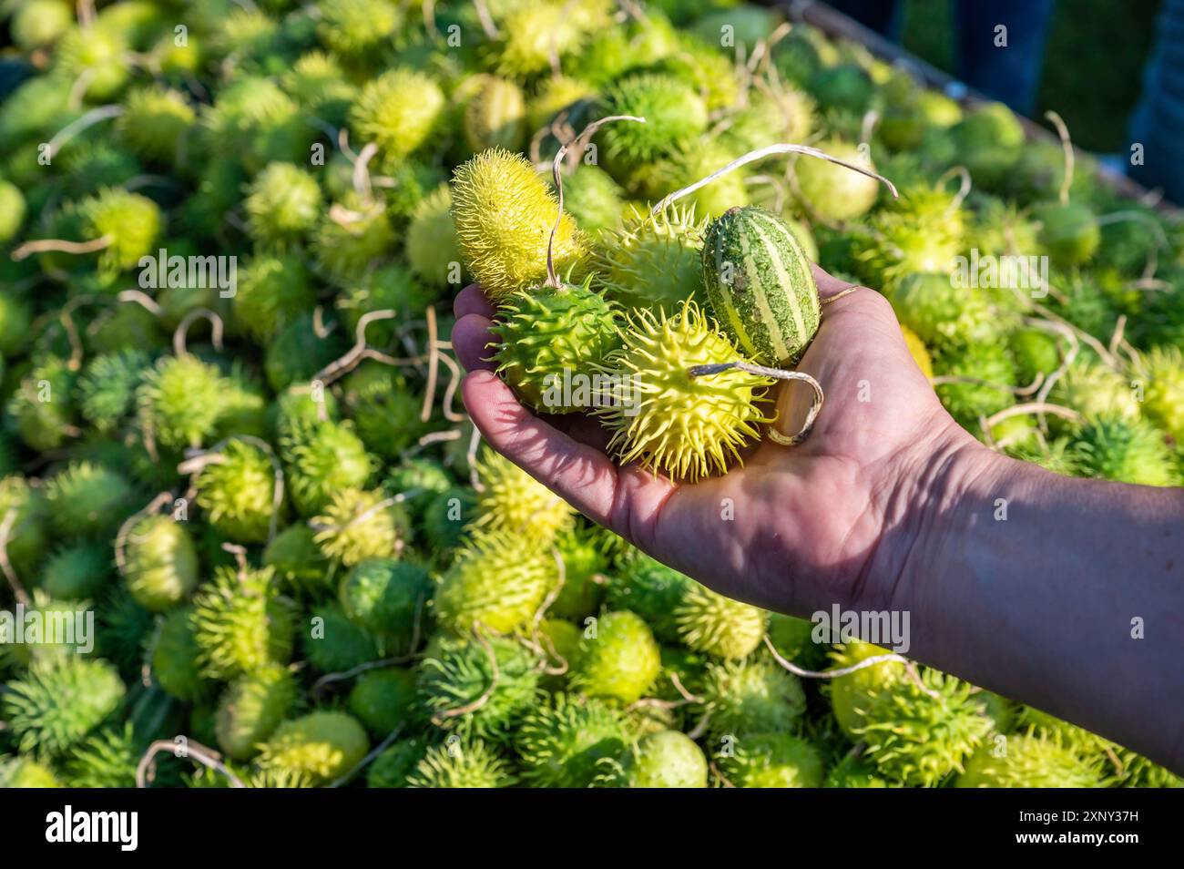 Male white farmer holds small green prickly ornamental gourds in his ...