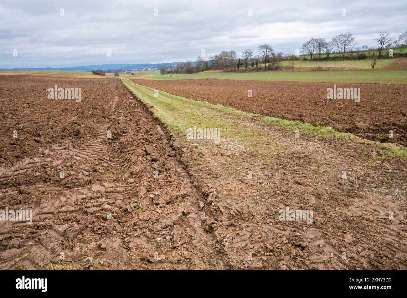 Meadow dividing two agricultural fields with soil, agricultural path ...