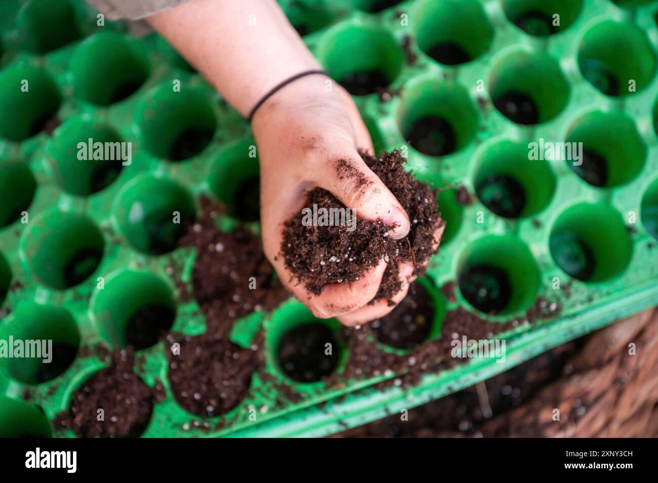 Close-up woman is putting soil in a green cultivation form to plant new ...