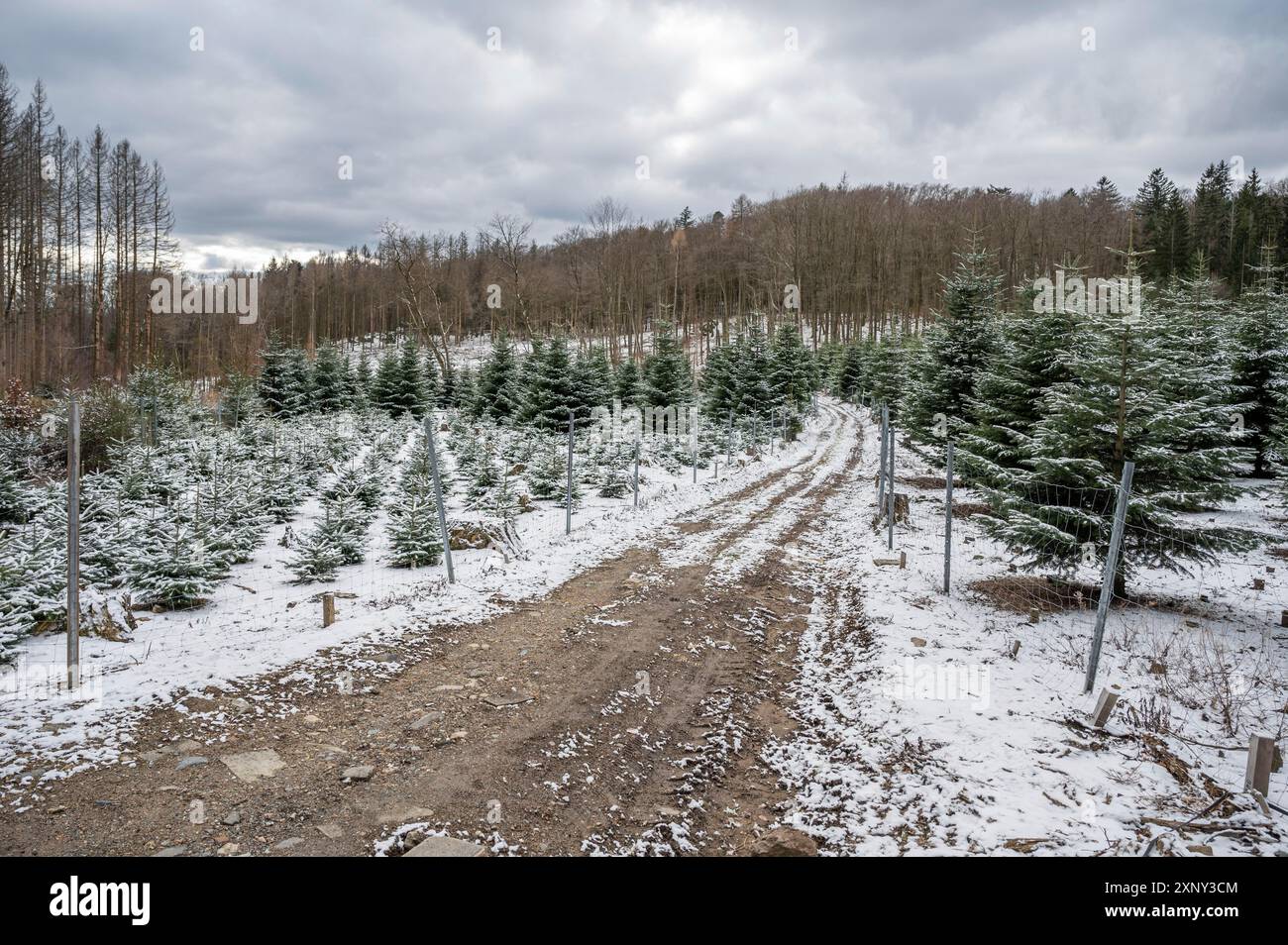Landscape young fir trees hi-res stock photography and images - Alamy