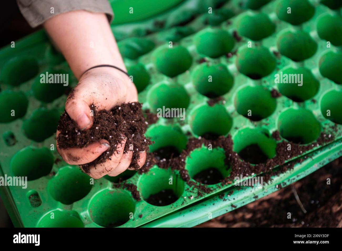 Close-up woman is putting soil in a green cultivation form to plant new ...