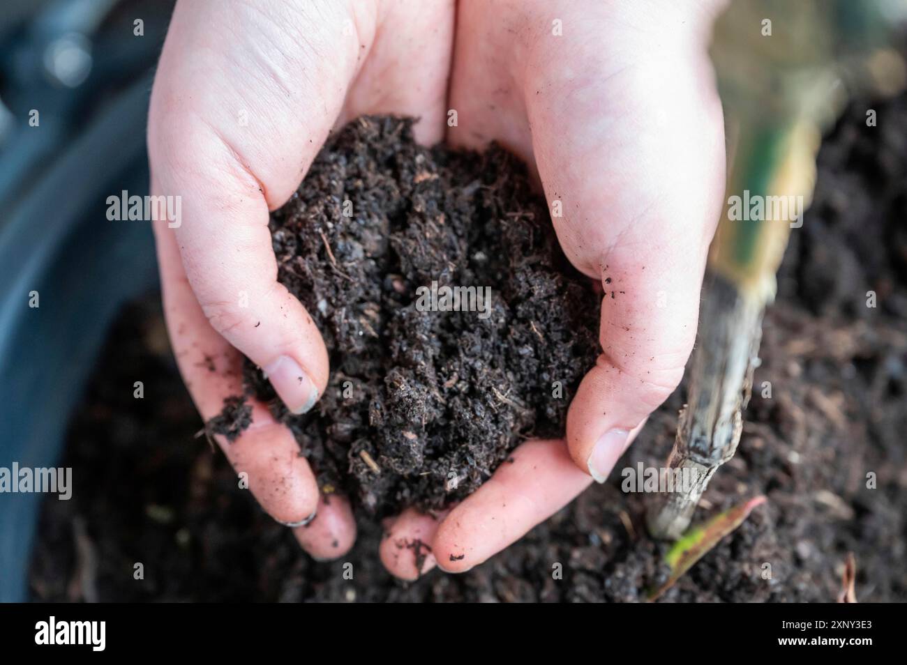 Close-up woman holding plant soil in her two hands, view from high ...