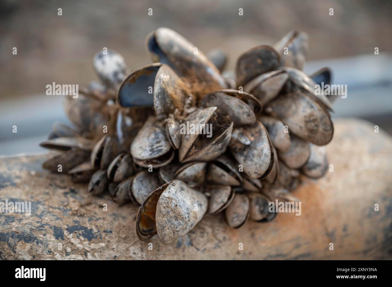 Opened shells attached to a ship at the harbor, Seydisfjordur, Iceland ...