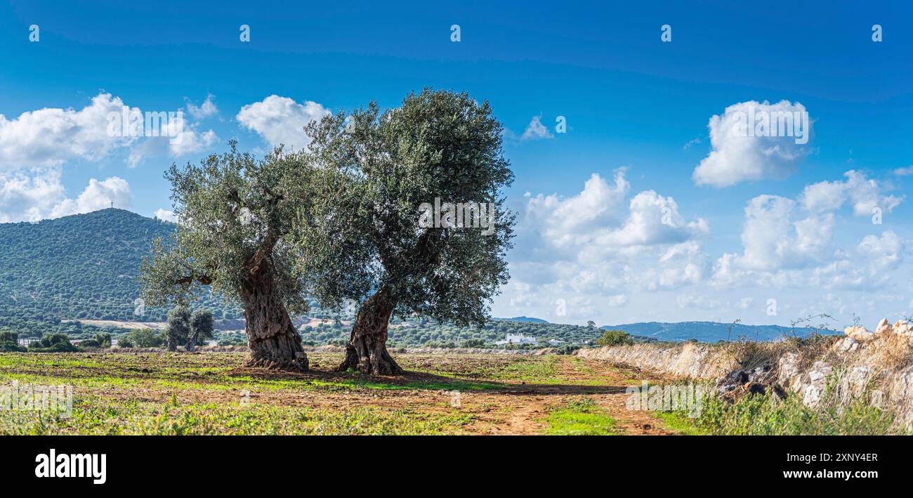 Apulia olive trees sea hi-res stock photography and images - Alamy