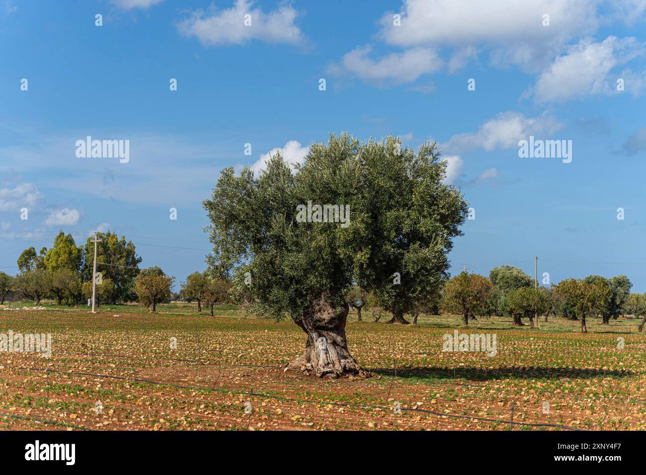 Apulia olive trees sea hi-res stock photography and images - Alamy