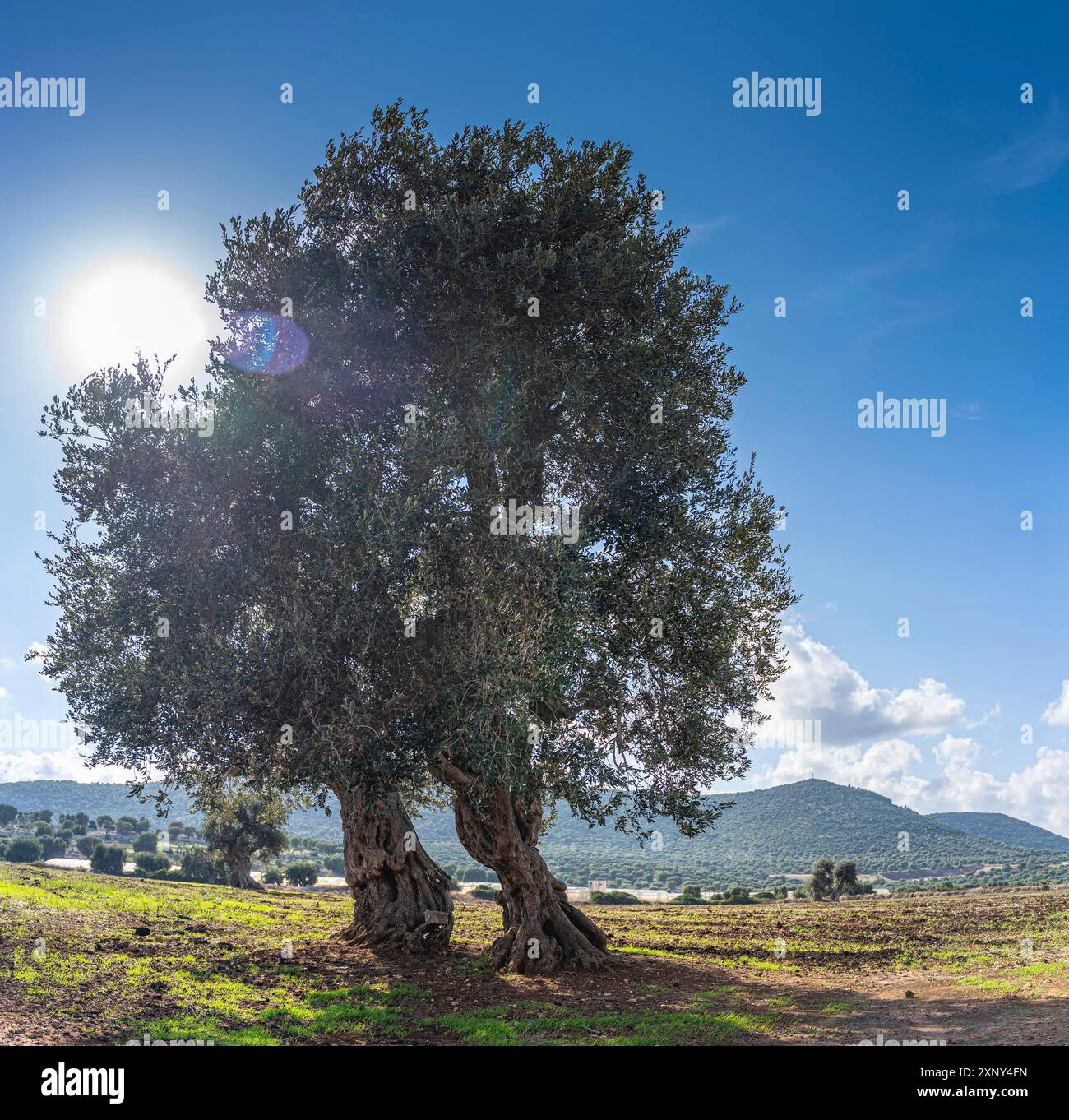 Olive trees by the sea in Puglia, Italy Stock Photo - Alamy