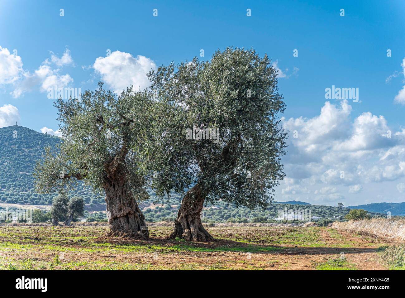 Apulia olive trees sea hi-res stock photography and images - Alamy