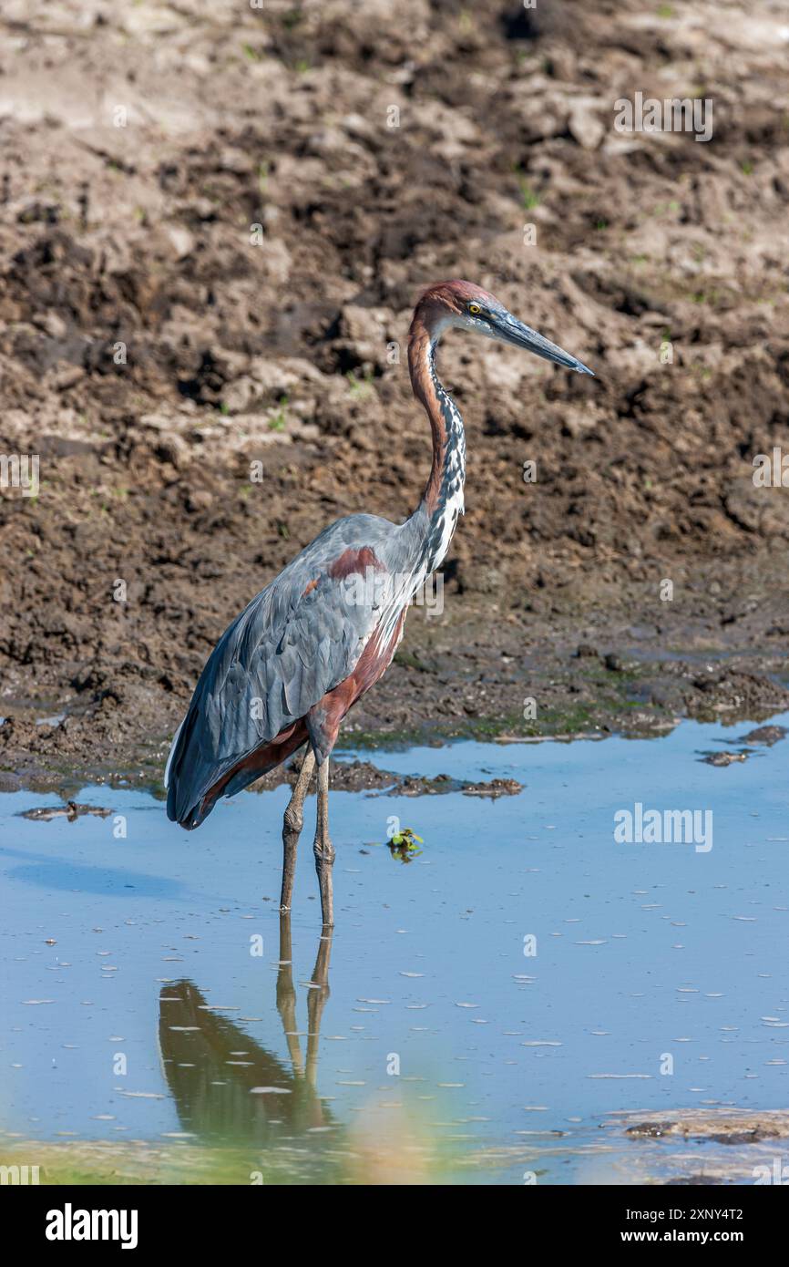 South Africa, Kruger National Park, Goliath Heron (Ardea goliath Stock ...