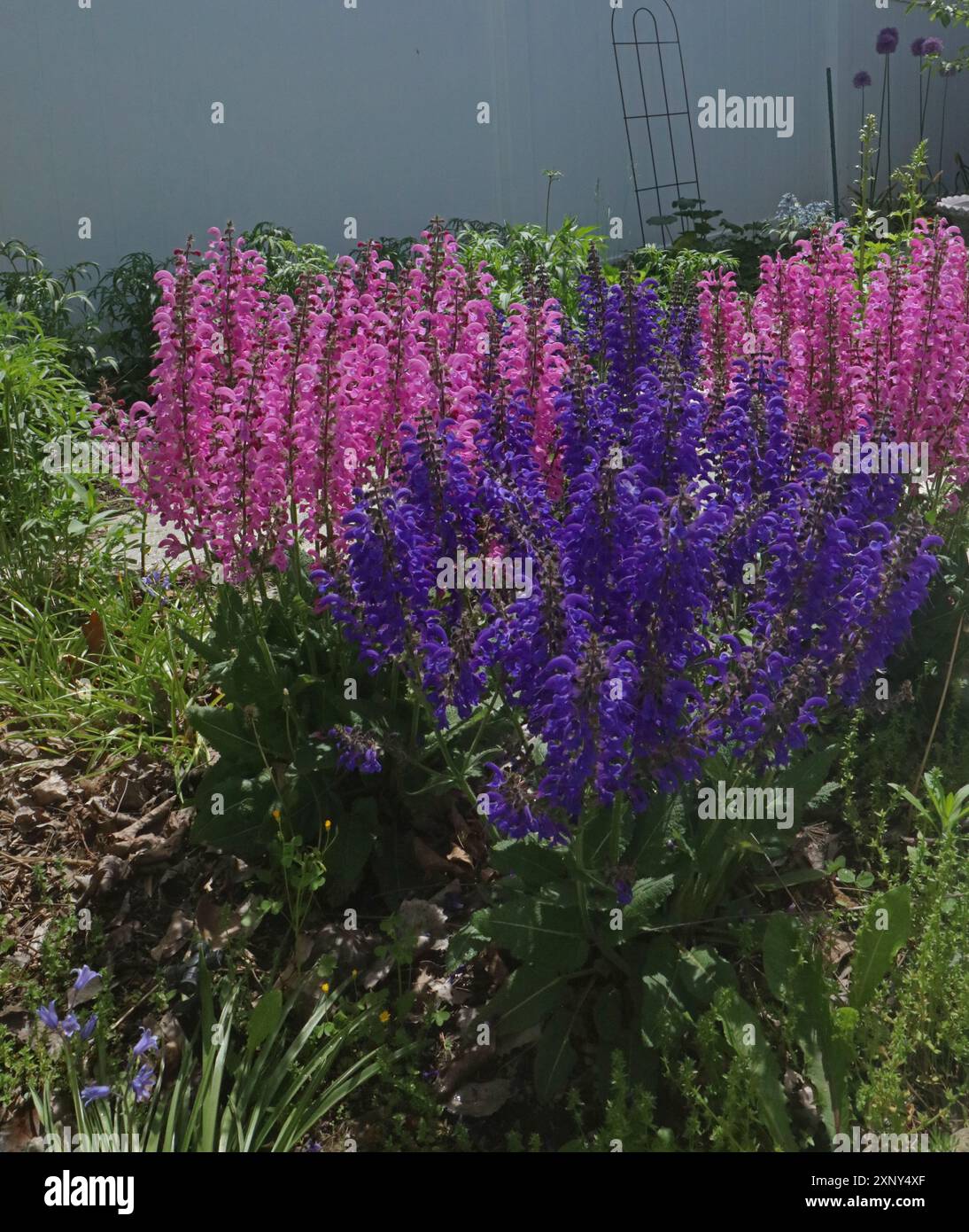 Groups of Pink Moulin Rouge and Purple Evening Attire Salvia flowers ...