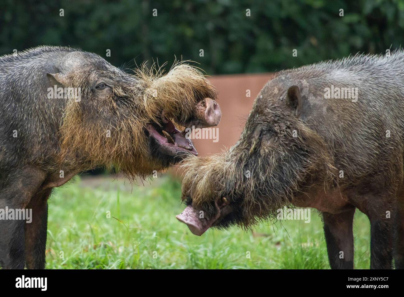 The Borneo Bearded Pig in Bako National National Park, Malaysia Stock ...