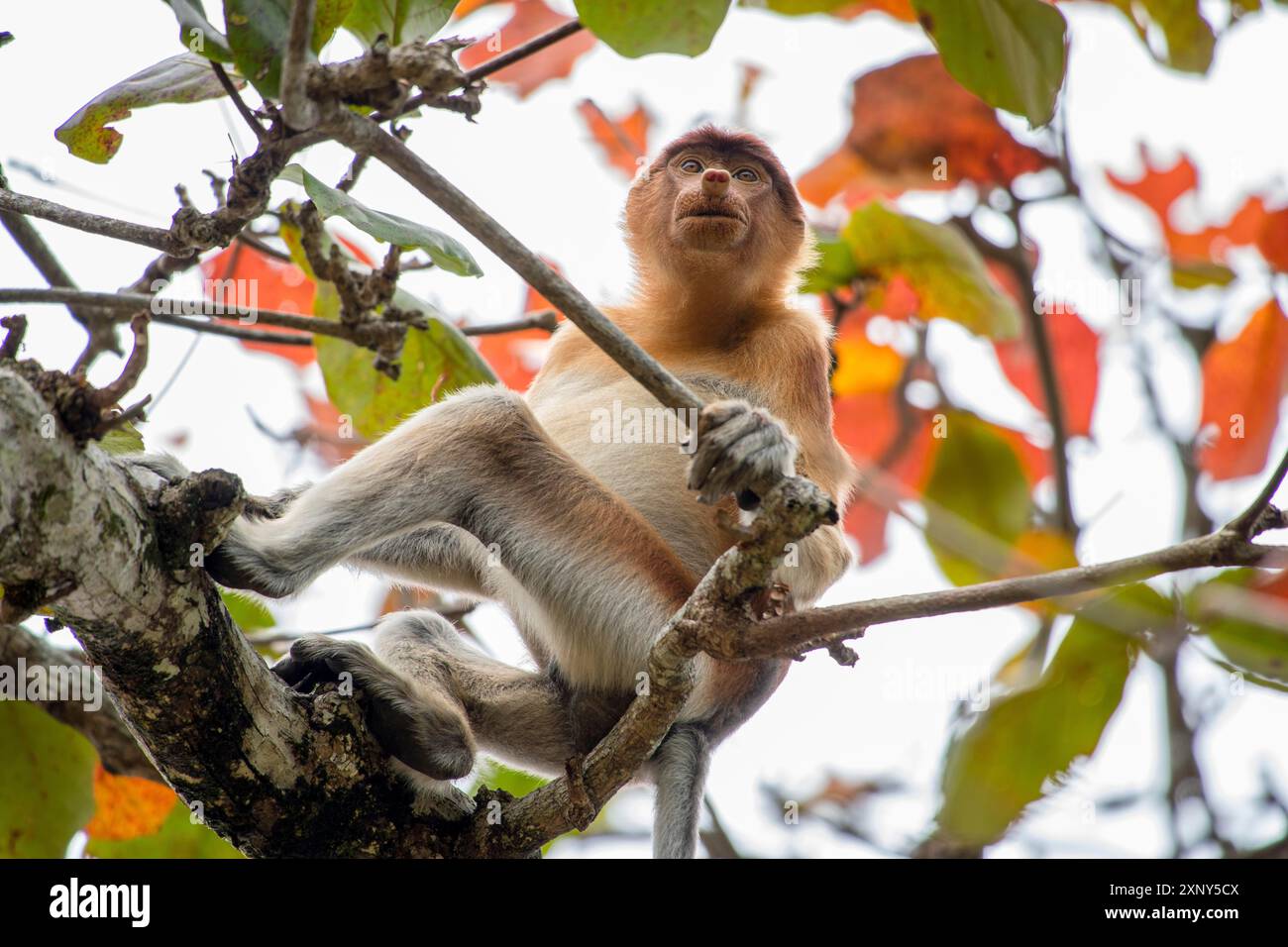 A female proboscis monkey in Bako National Park on Borneo, Malaysia ...