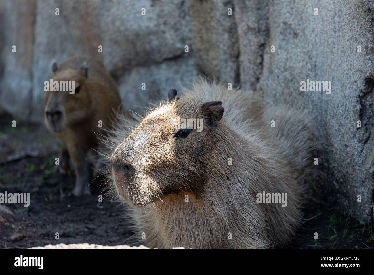 Capybara pet hi-res stock photography and images - Alamy