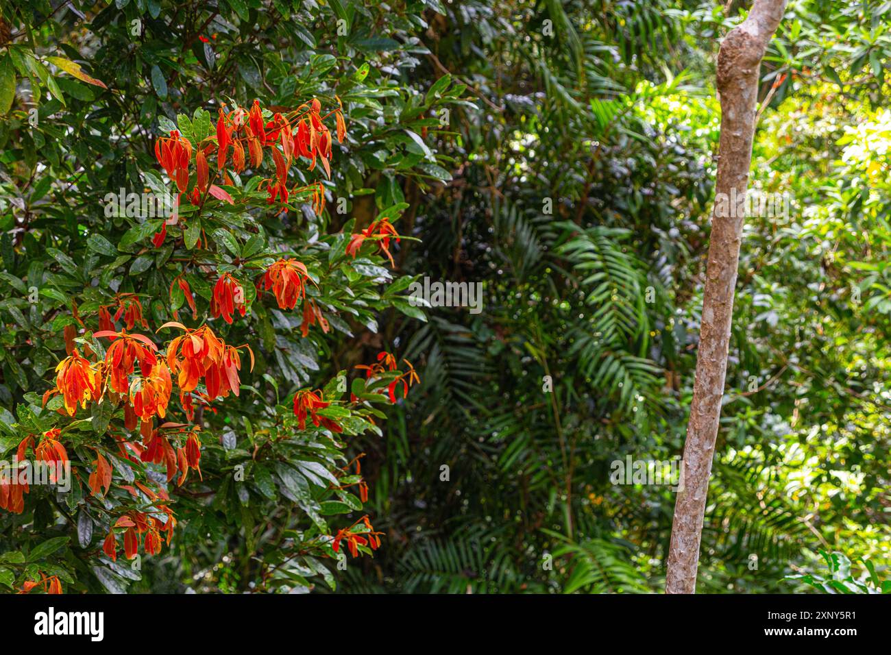 Mamu australia hi-res stock photography and images - Alamy