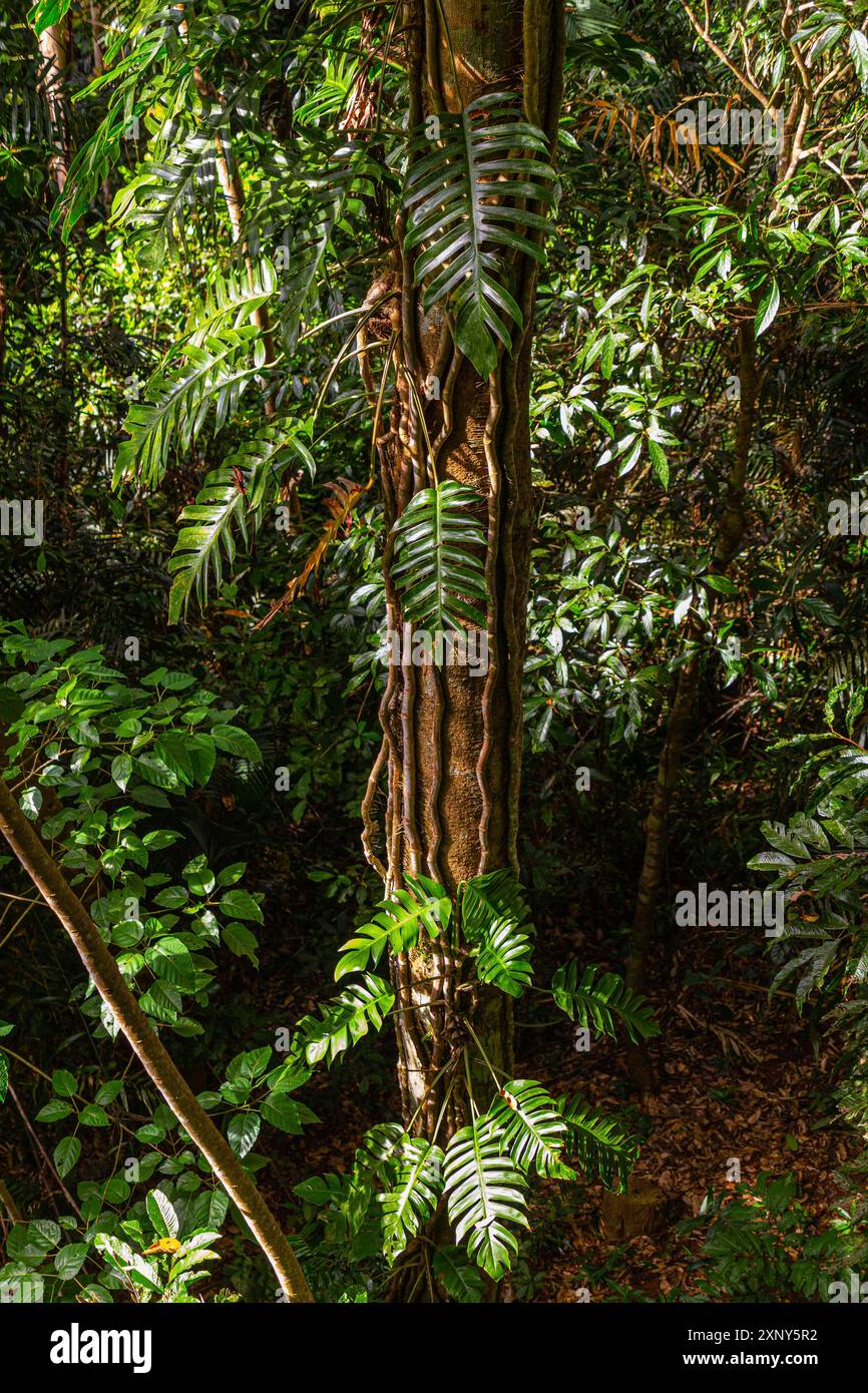 Mamu australia hi-res stock photography and images - Alamy