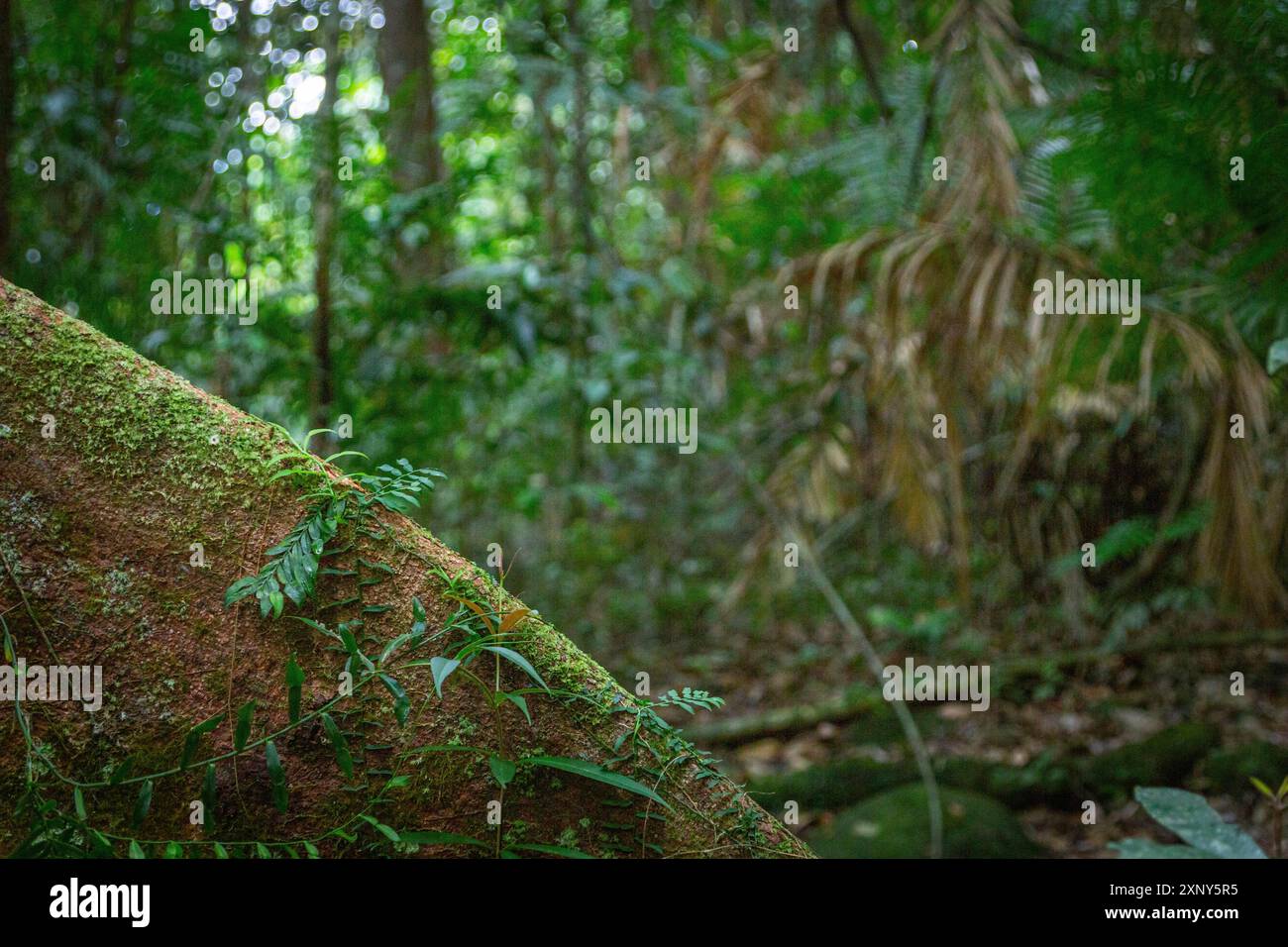Trees in the jungle of Daintree National Park in Queensland, Australia ...