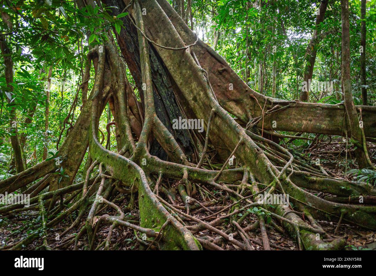 Trees in the jungle of Daintree National Park in Queensland, Australia ...