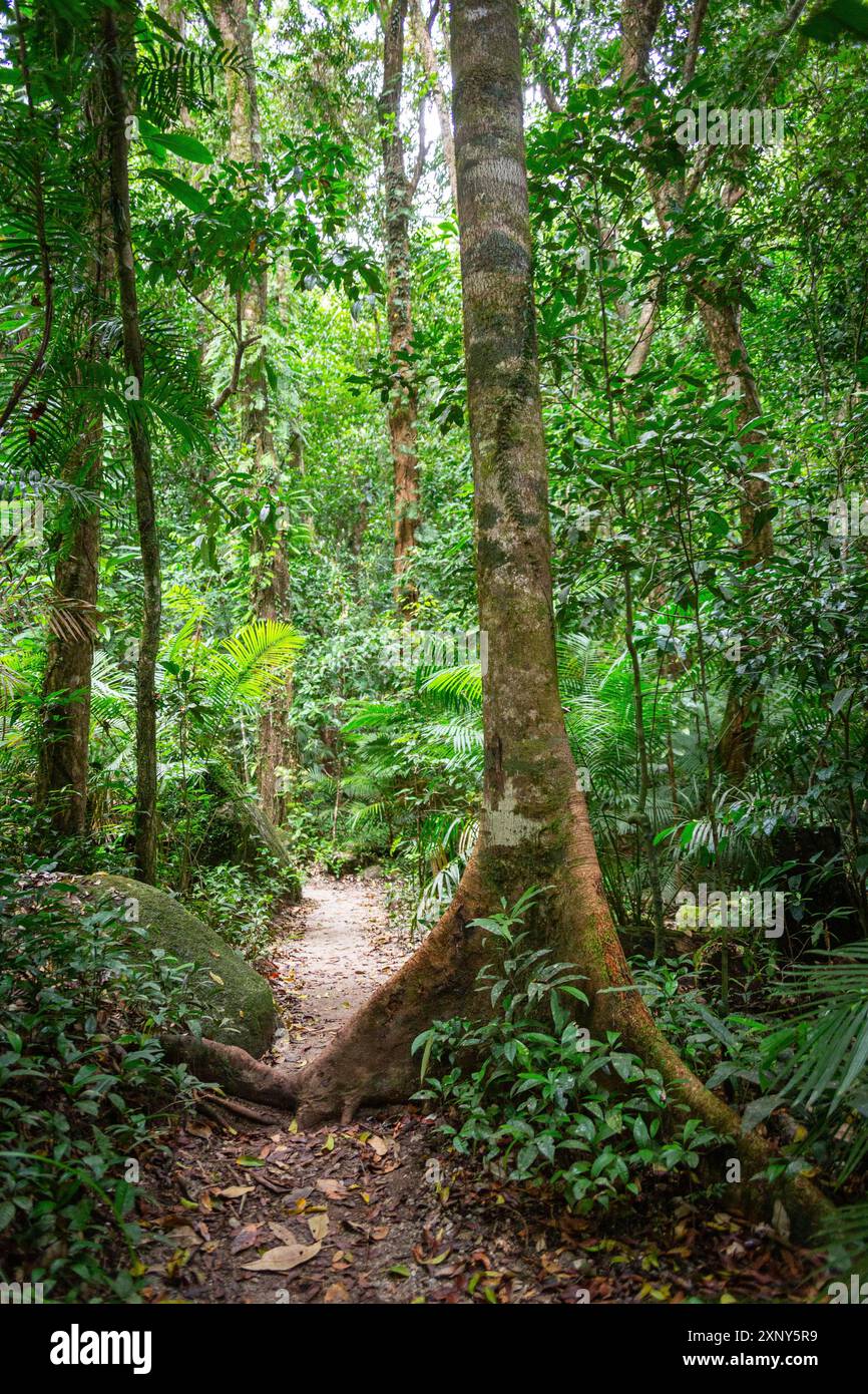 Trees in the jungle of Daintree National Park in Queensland, Australia ...